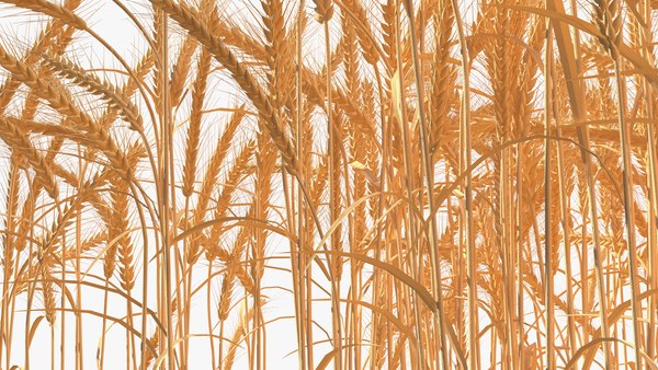 Section wheat field 3D model - TurboSquid 1572937