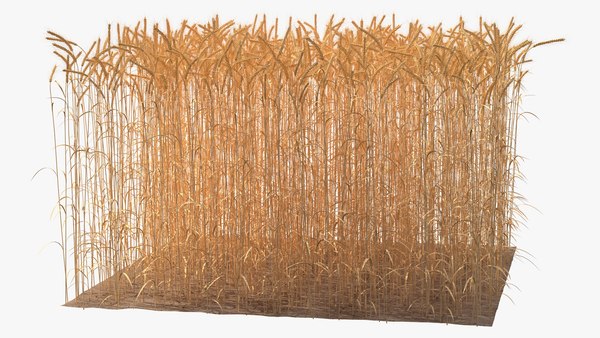 Section wheat field 3D model - TurboSquid 1572937