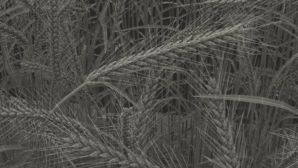 Section wheat field 3D model - TurboSquid 1572937