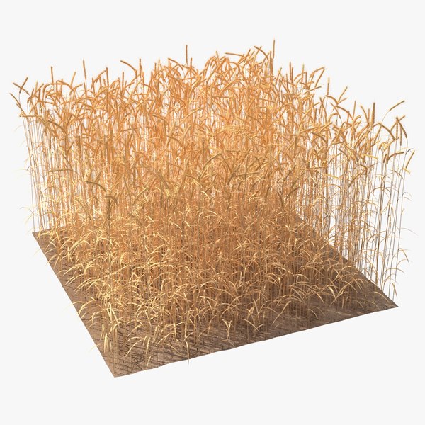 Section wheat field 3D model - TurboSquid 1572937