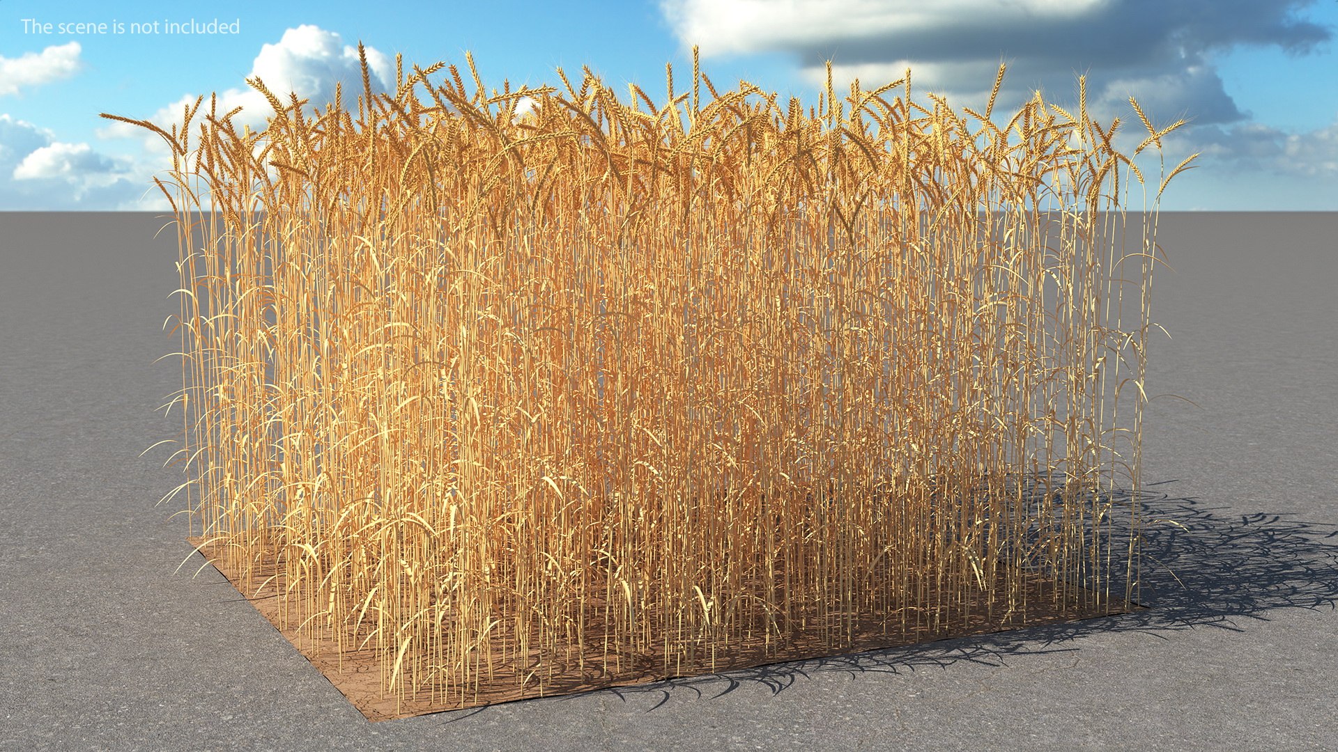 Section Wheat Field 3D Model - TurboSquid 1572937