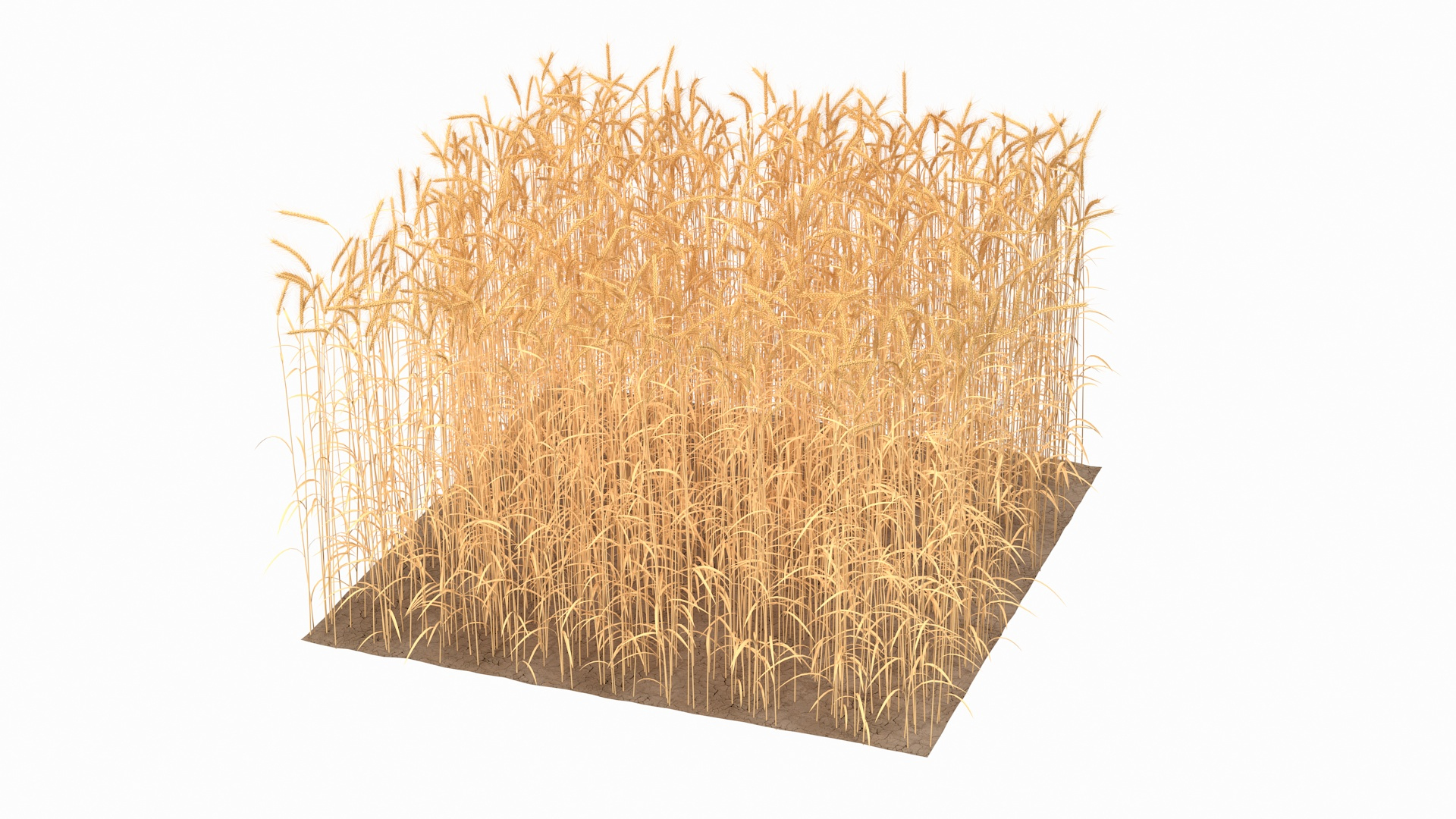 Section Wheat Field 3D Model - TurboSquid 1572937