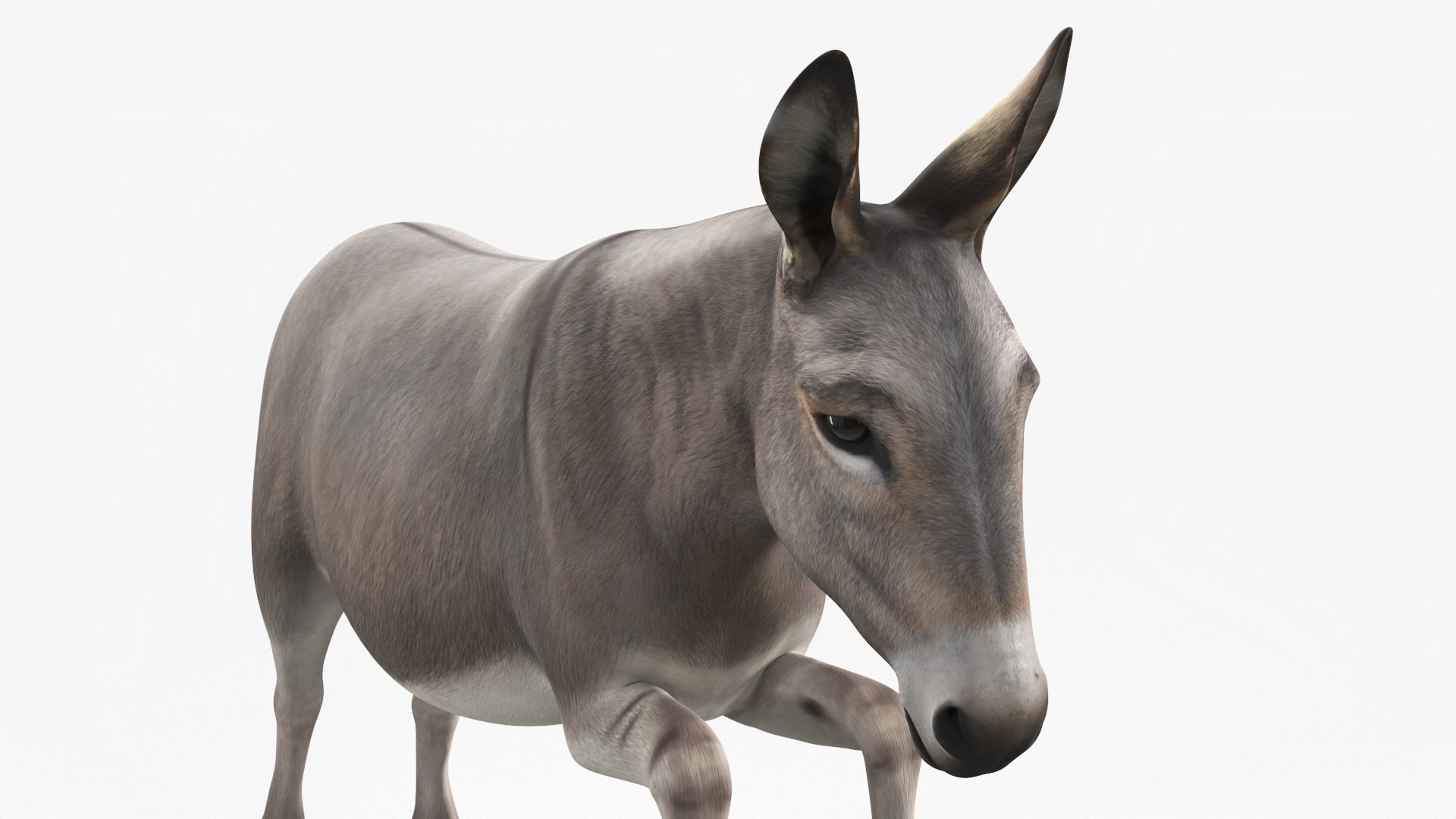 Mid-Jump Draft Donkey 3D Model - TurboSquid 2421870