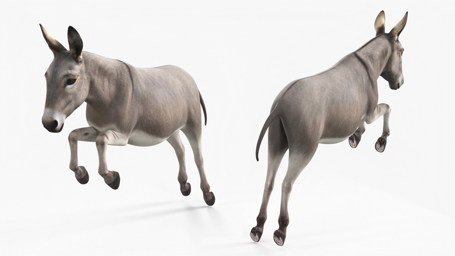 Mid-Jump Draft Donkey 3D Model - TurboSquid 2421870