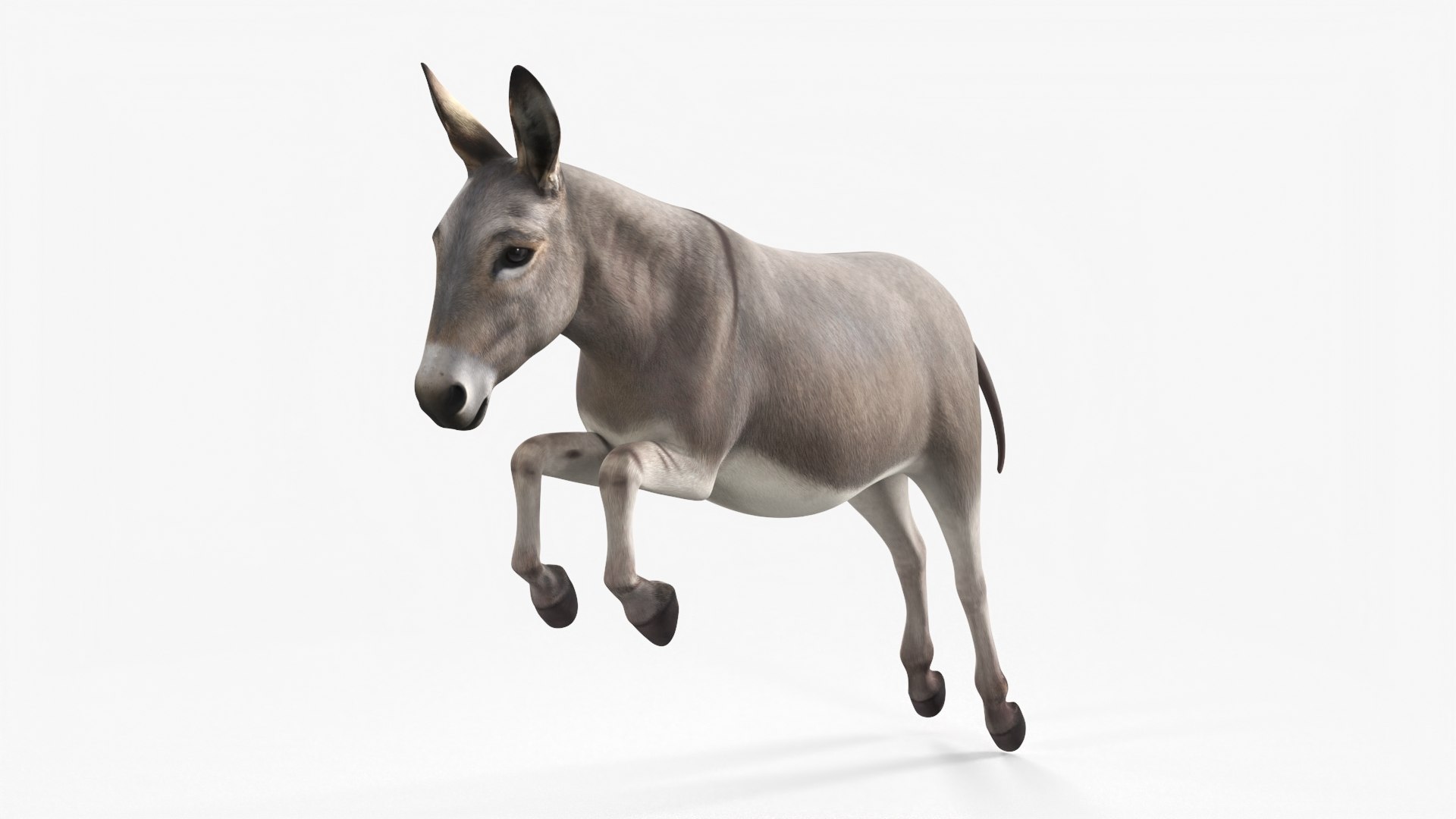 Mid-Jump Draft Donkey 3D Model - TurboSquid 2421870