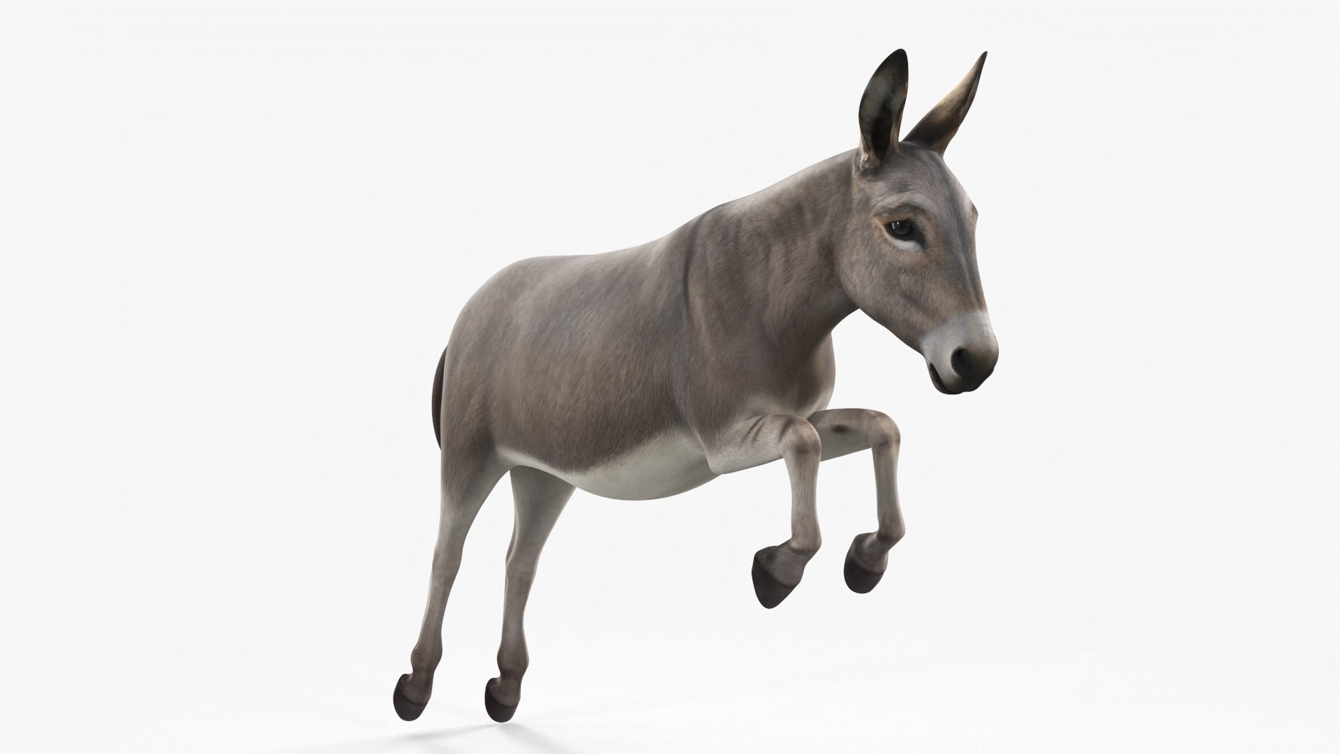 Mid-Jump Draft Donkey 3D Model - TurboSquid 2421870