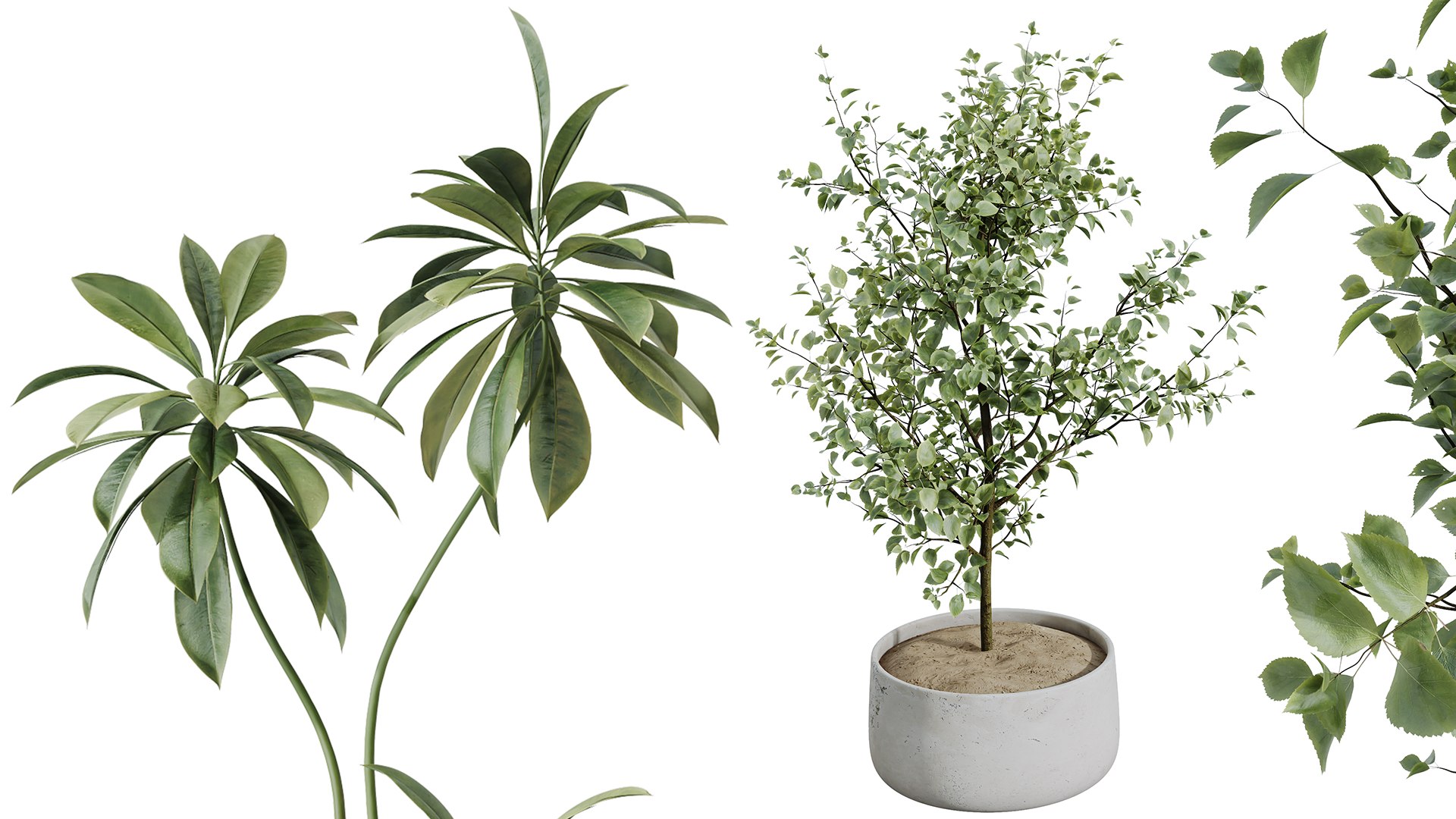 AV Indoor Plants Set 153 Beech Olea Europaea Olive Eucalyptu And ...