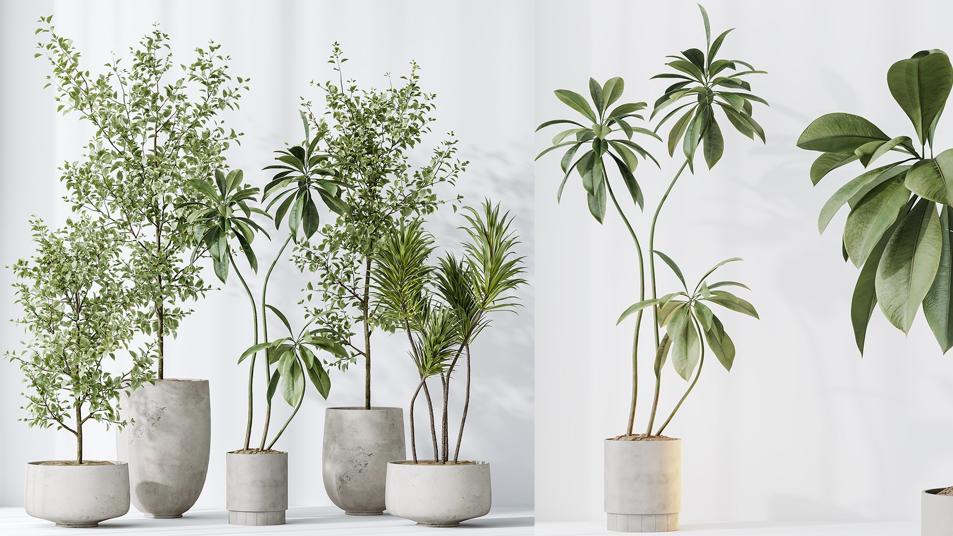 AV Indoor Plants Set 153 Beech Olea Europaea Olive Eucalyptu And ...