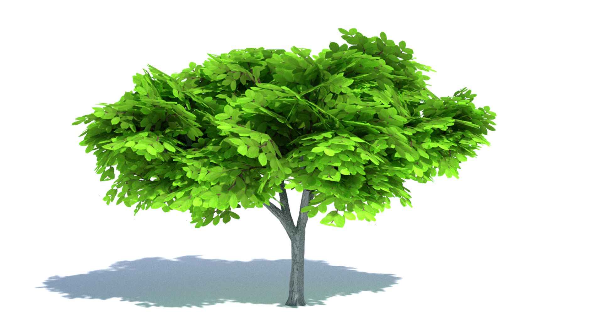 cartoon elm tree 3ds