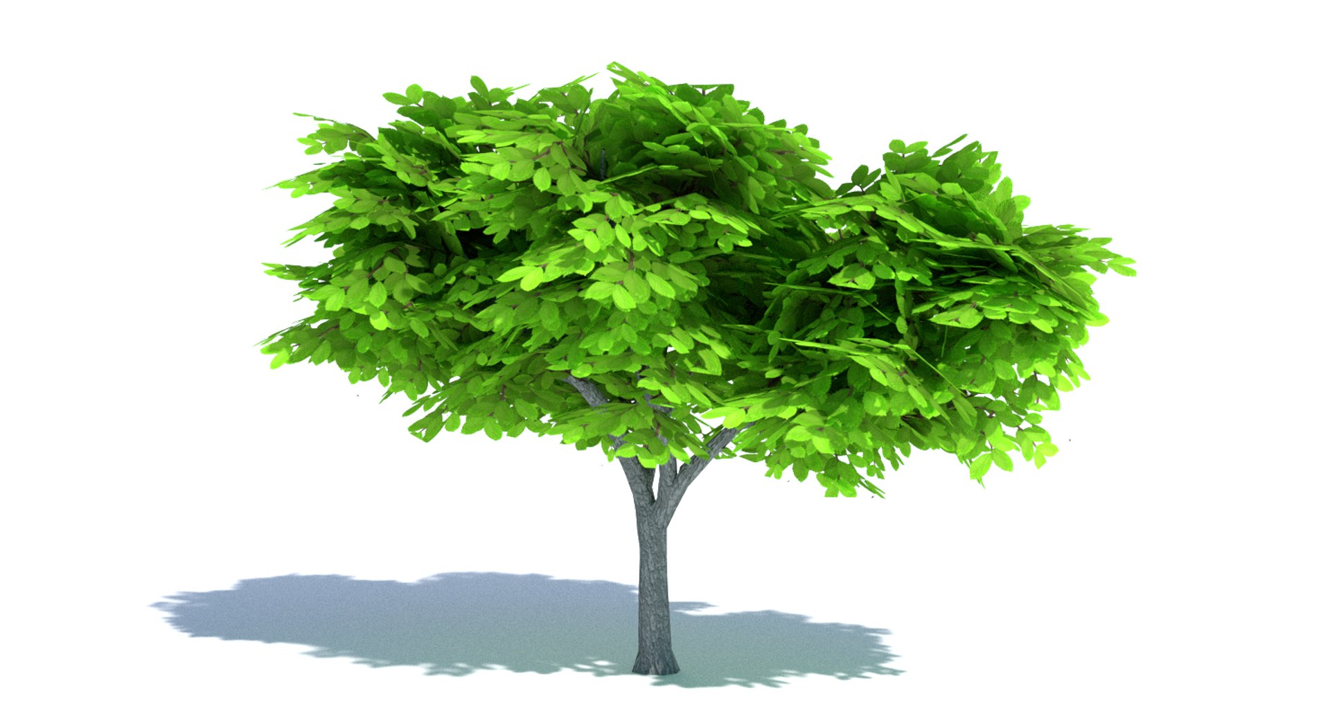 cartoon elm tree 3ds