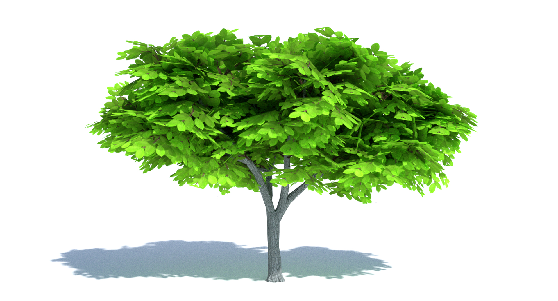 cartoon elm tree 3ds