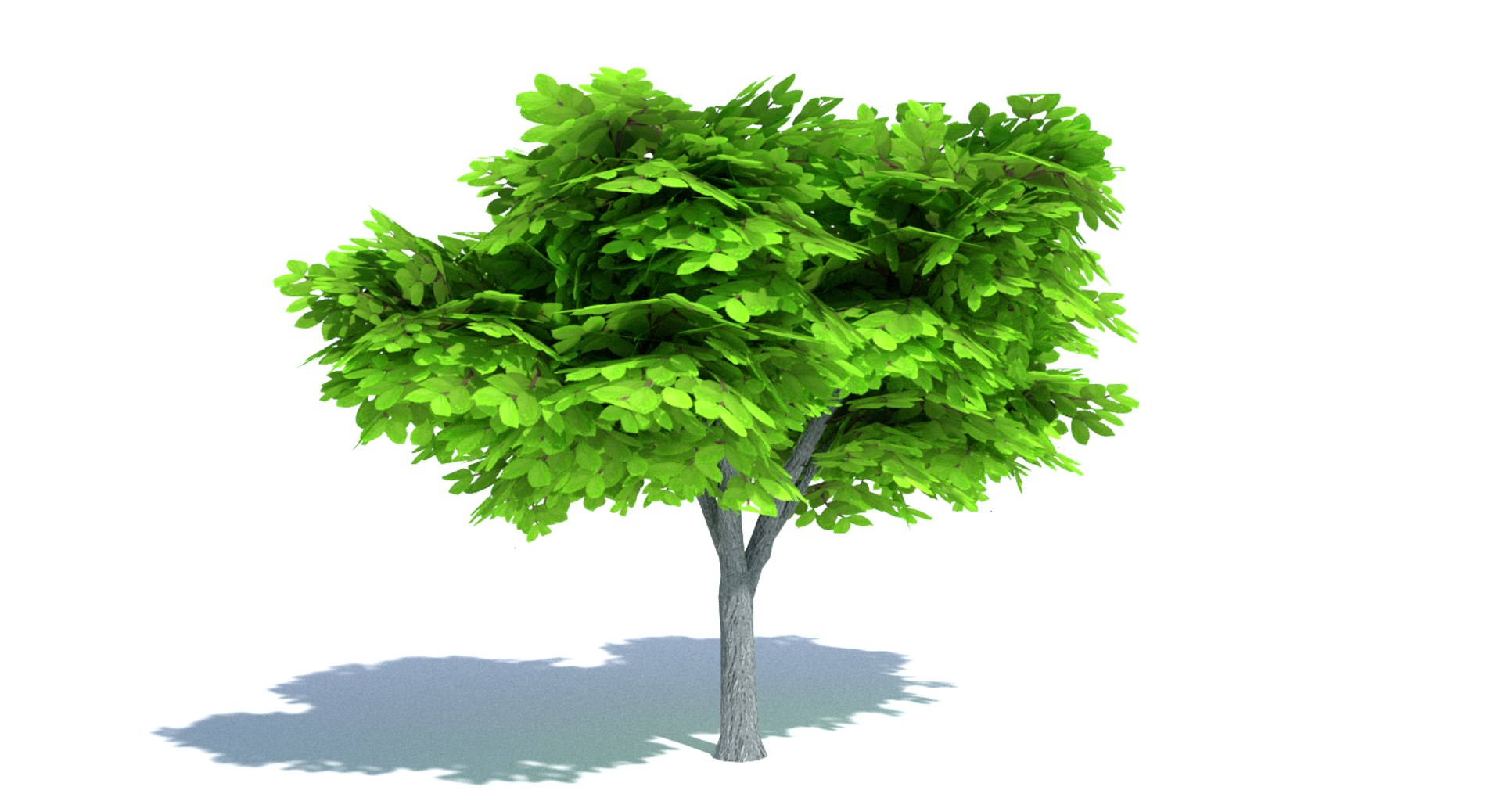 cartoon elm tree 3ds