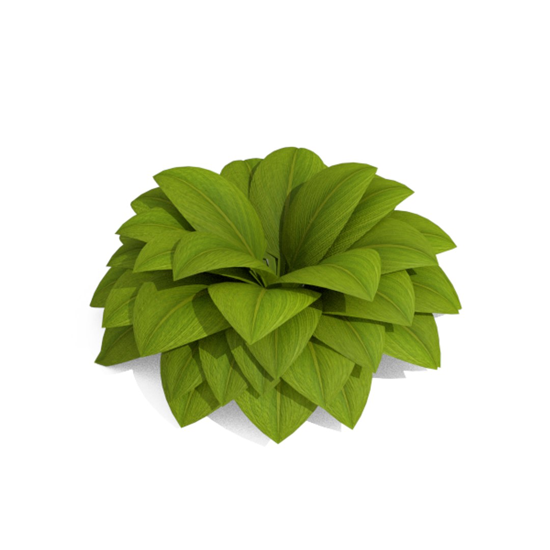 3d Model Hosta