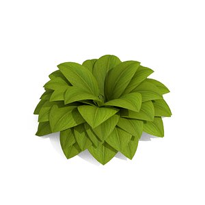 Hosta 3D Models for Download | TurboSquid