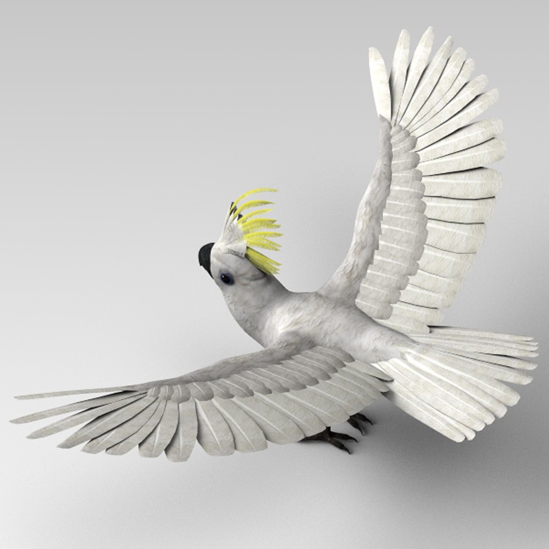 Cockatoo Bird 3d Model