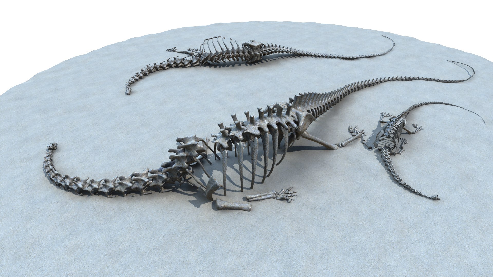Diplodocus Skeleton Model - TurboSquid 1299043