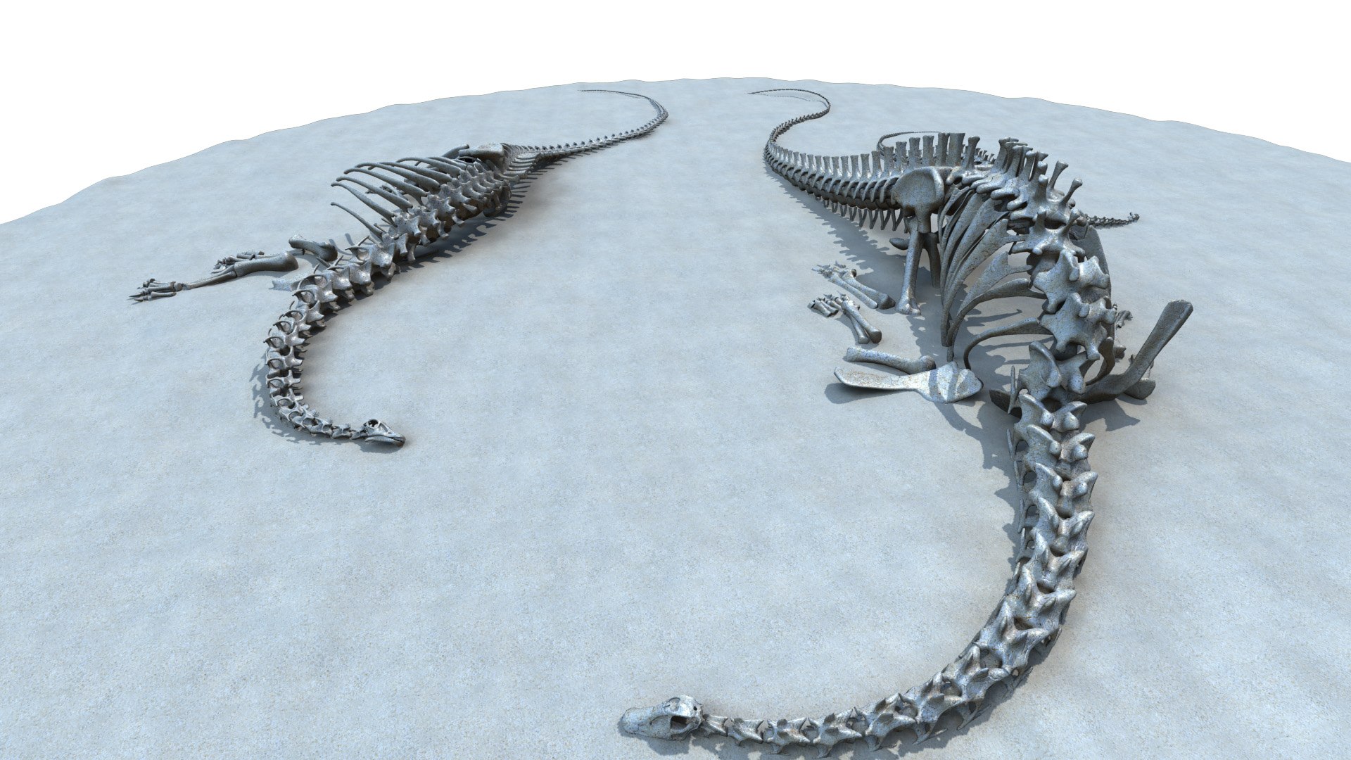 Diplodocus Skeleton Model - TurboSquid 1299043