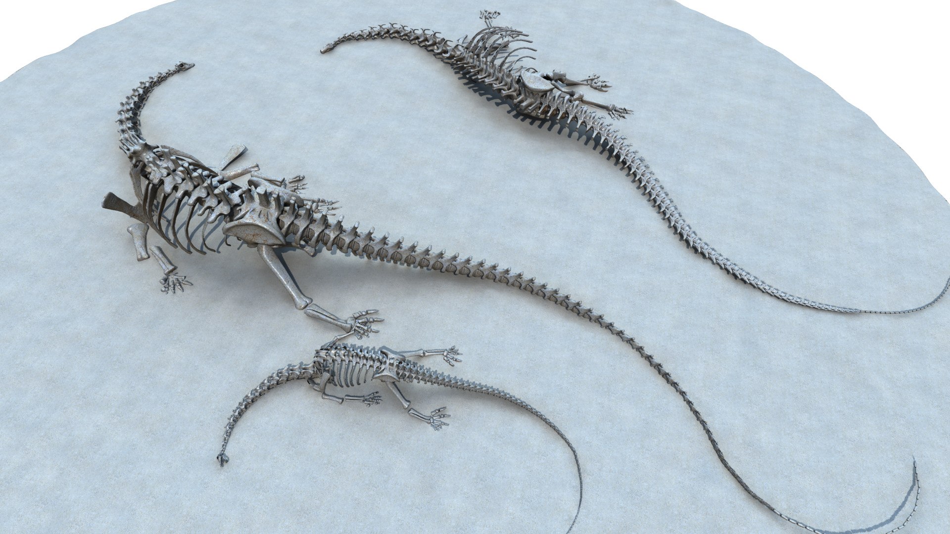 Diplodocus Skeleton Model - TurboSquid 1299043