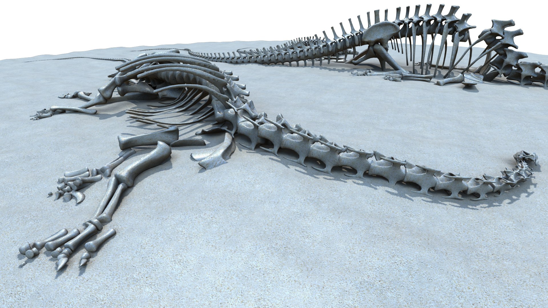 Diplodocus Skeleton Model - TurboSquid 1299043