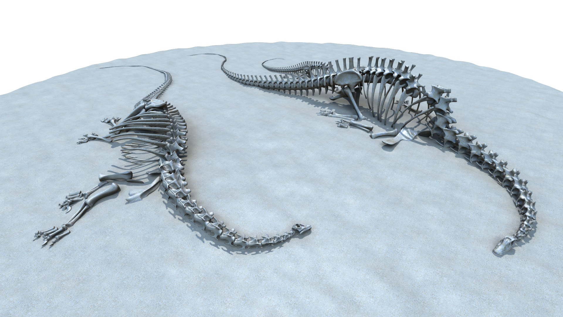 Diplodocus Skeleton Model - TurboSquid 1299043
