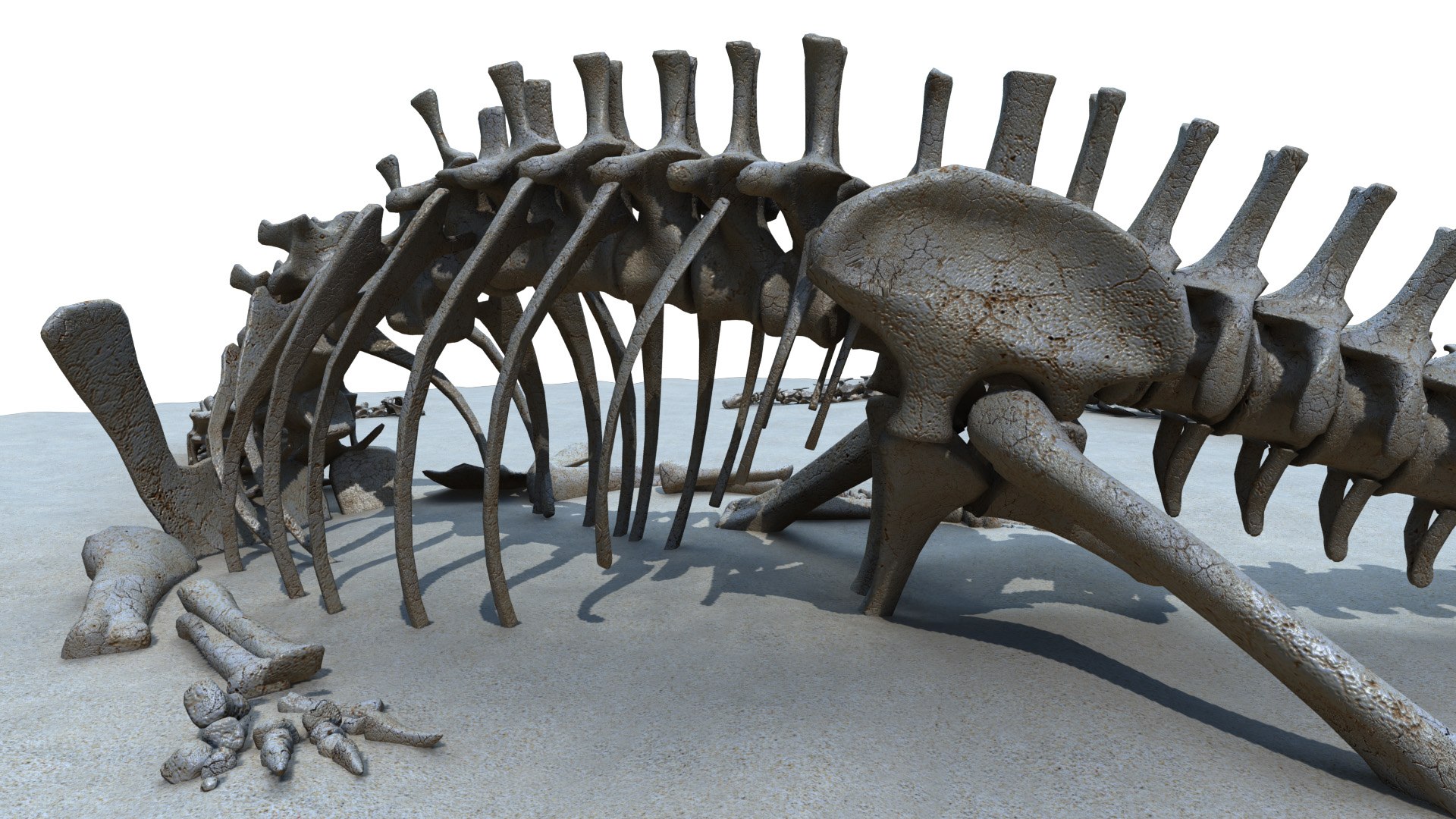 Diplodocus Skeleton Model - TurboSquid 1299043
