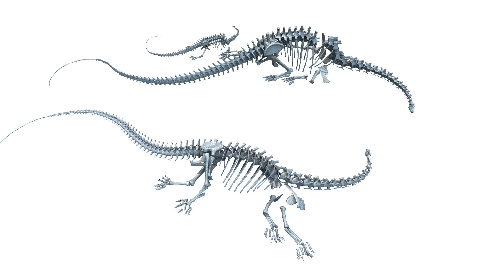 Diplodocus Skeleton Model - TurboSquid 1299043