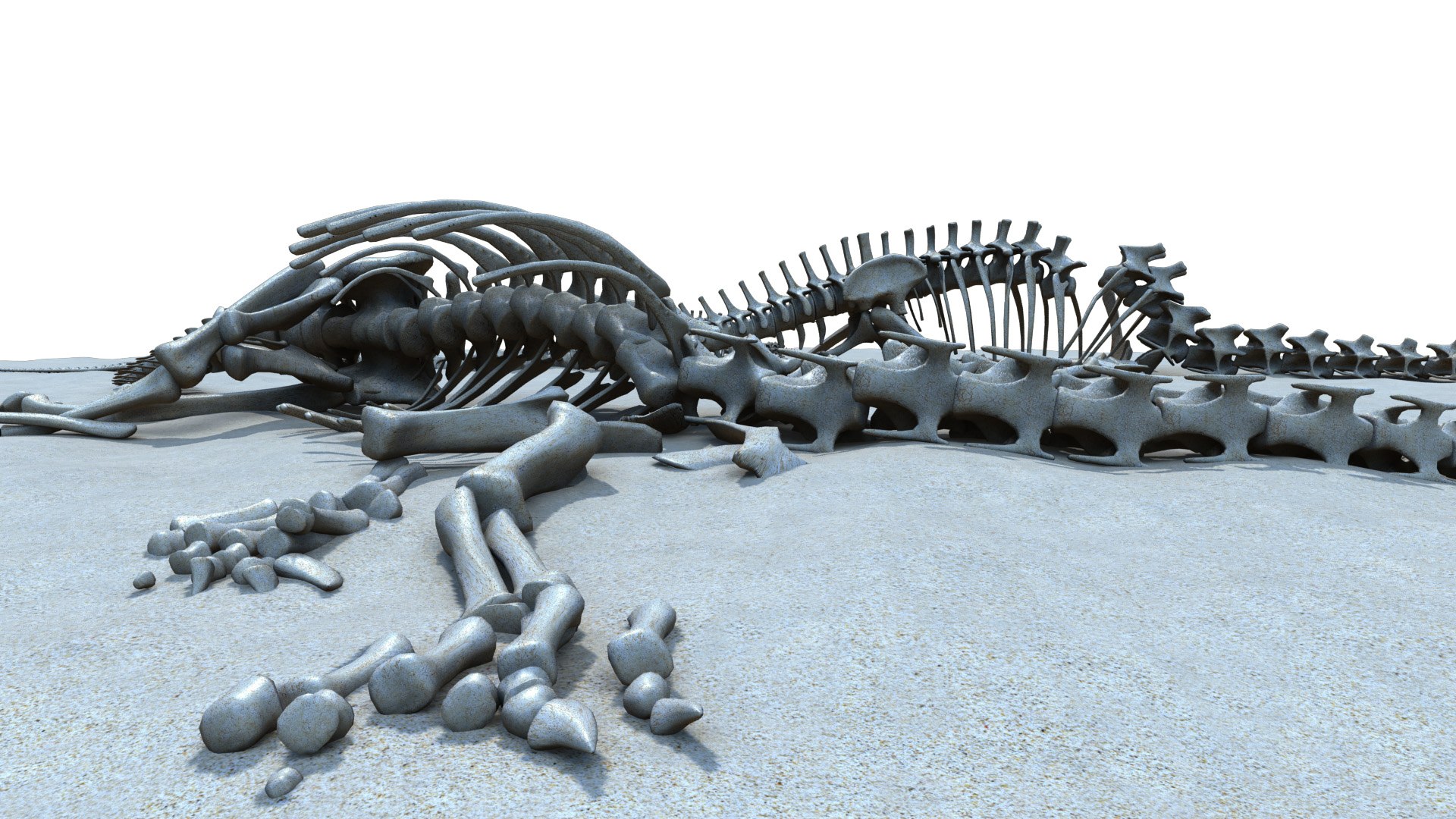 Diplodocus Skeleton Model - TurboSquid 1299043