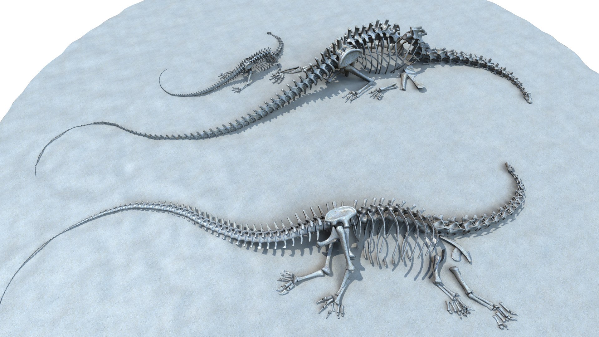 Diplodocus Skeleton Model - TurboSquid 1299043