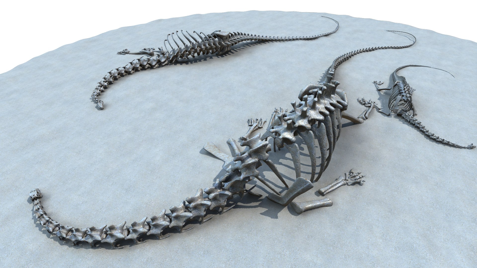Diplodocus Skeleton Model - TurboSquid 1299043