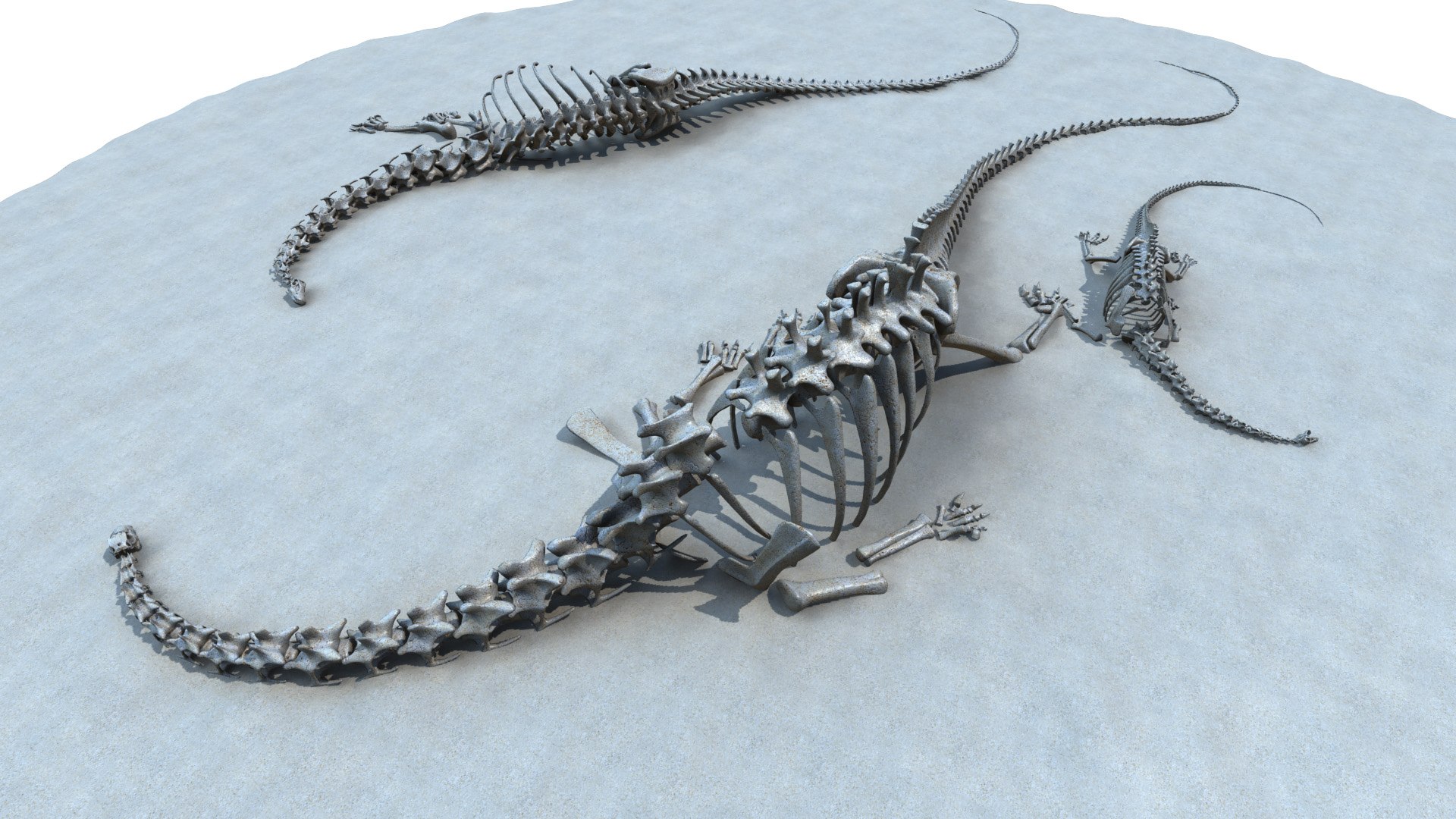 Diplodocus Skeleton Model - TurboSquid 1299043