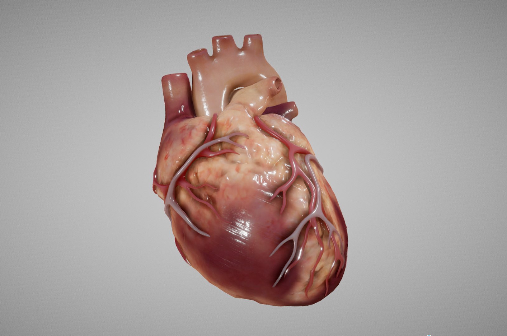 Human Heart 3D - TurboSquid 1363631
