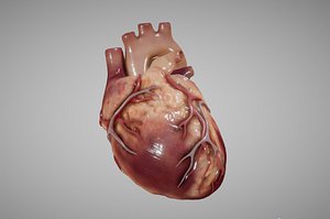 Modelos de 3D Corazon Gratis | TurboSquid