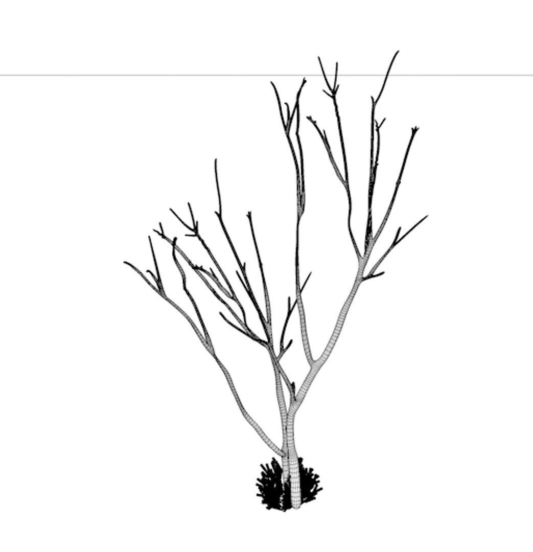 Tree Branch 3d Model