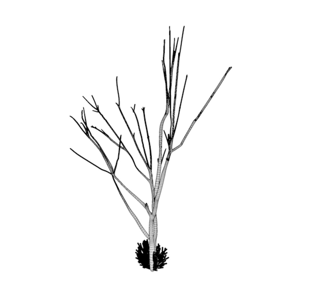 Tree Branch 3d Model