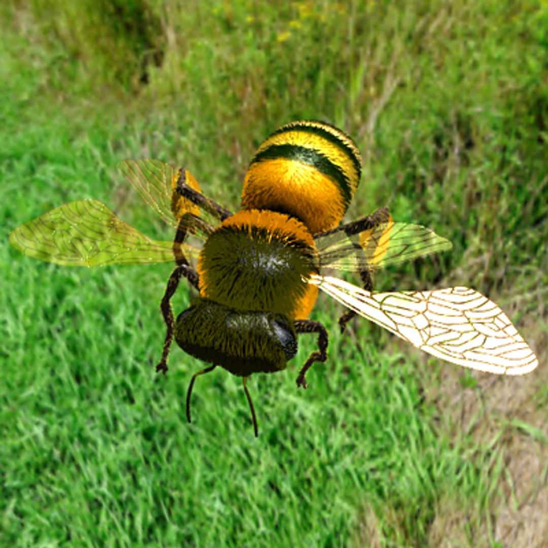 Honey Bee Lightwave 3d Model
