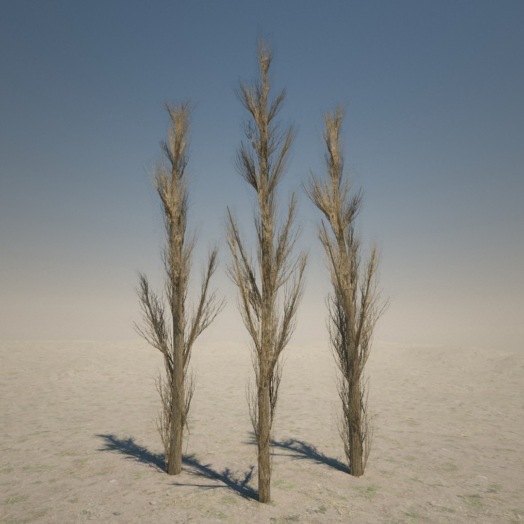 dead cypress tree max