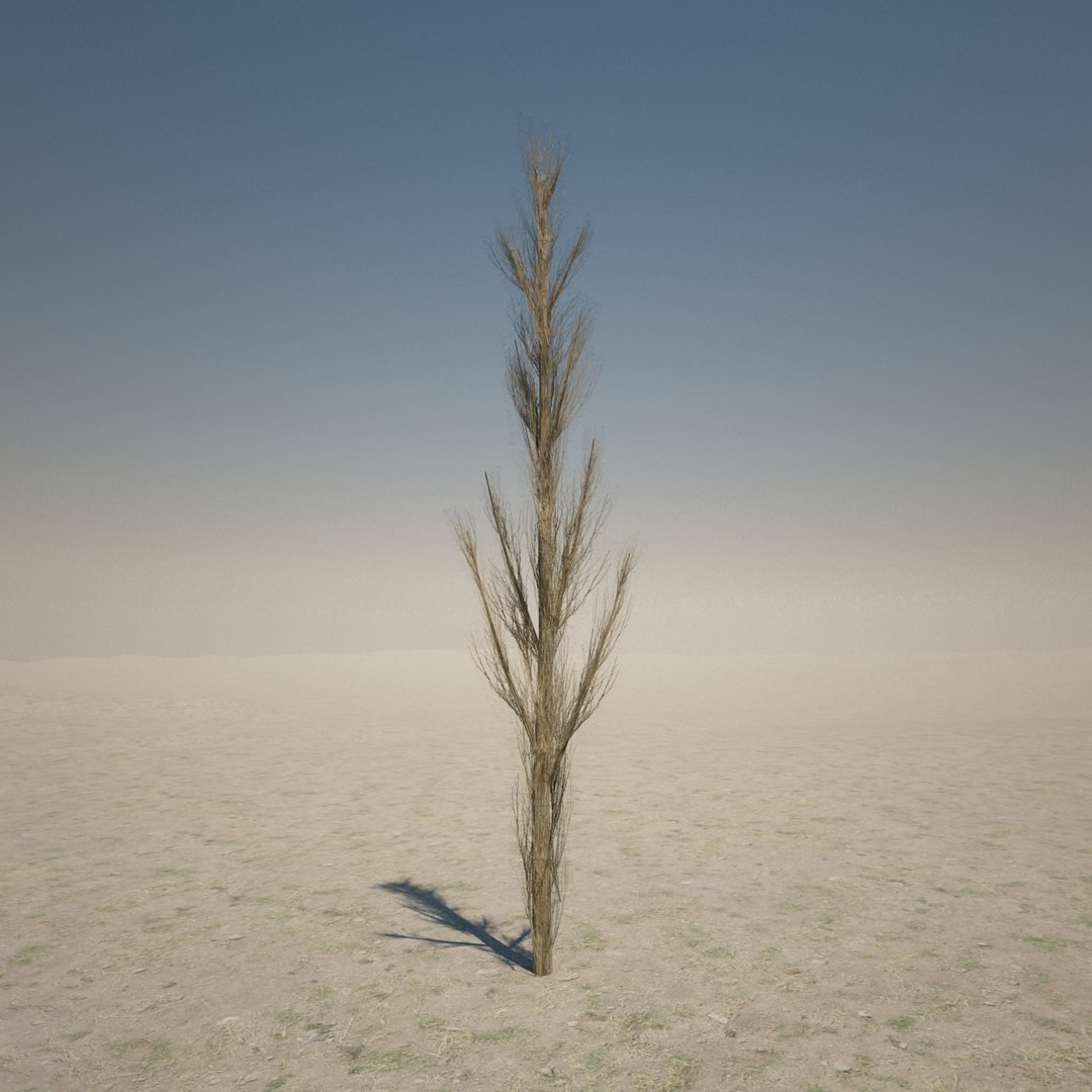 dead cypress tree max