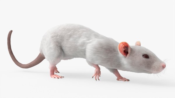 modèle 3D de Ensemble d'animations en fourrure de rat blanc pour ...