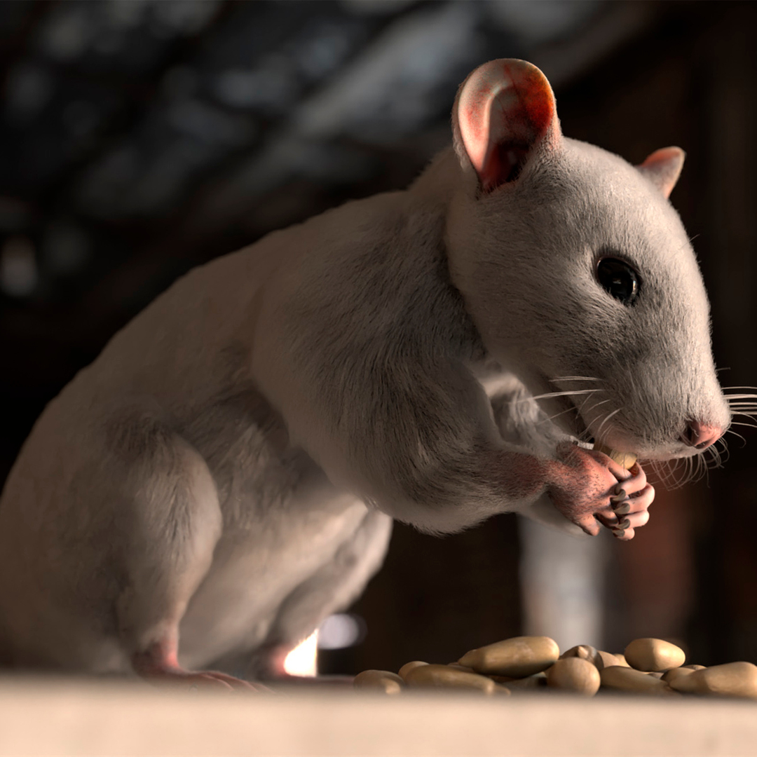 Modello 3D Pelliccia di ratto bianco truccata per set animato di ...