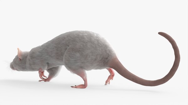 Modello 3D Pelliccia di ratto bianco truccata per set animato di ...