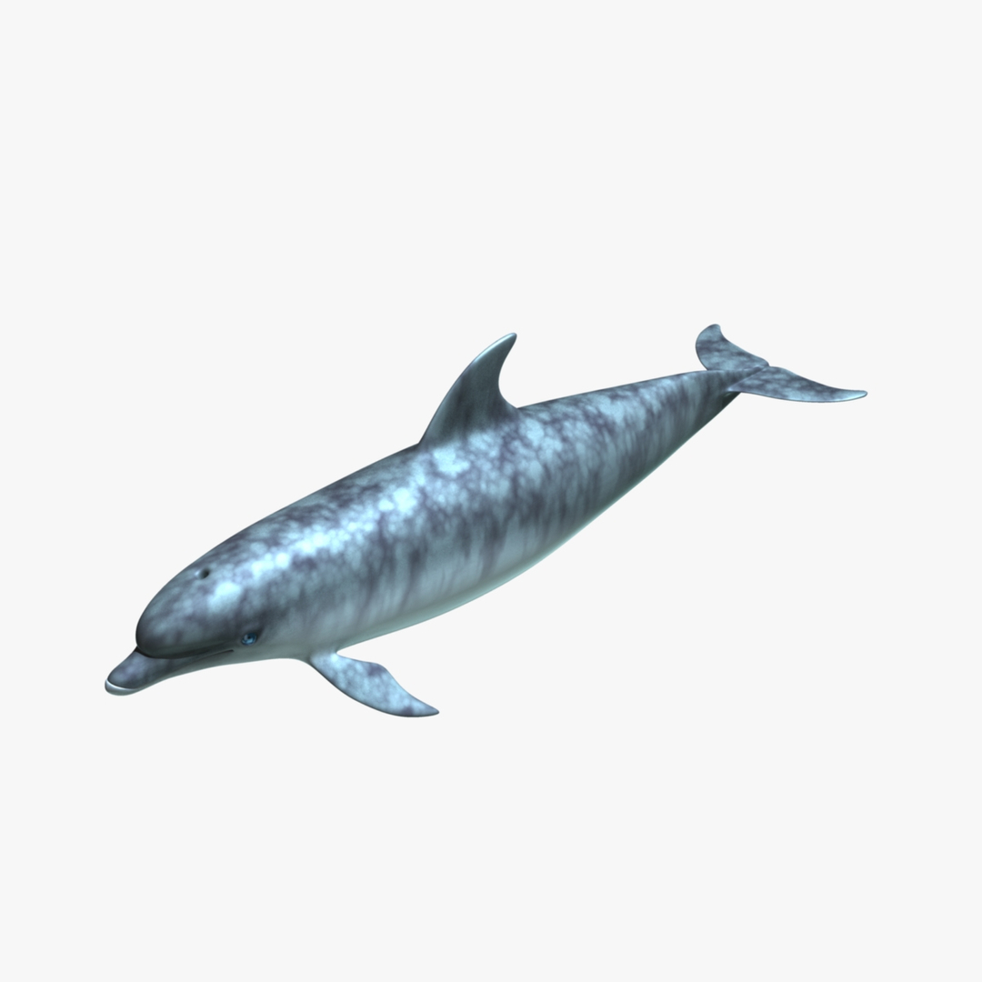 maya tursiops truncatus common bottlenose