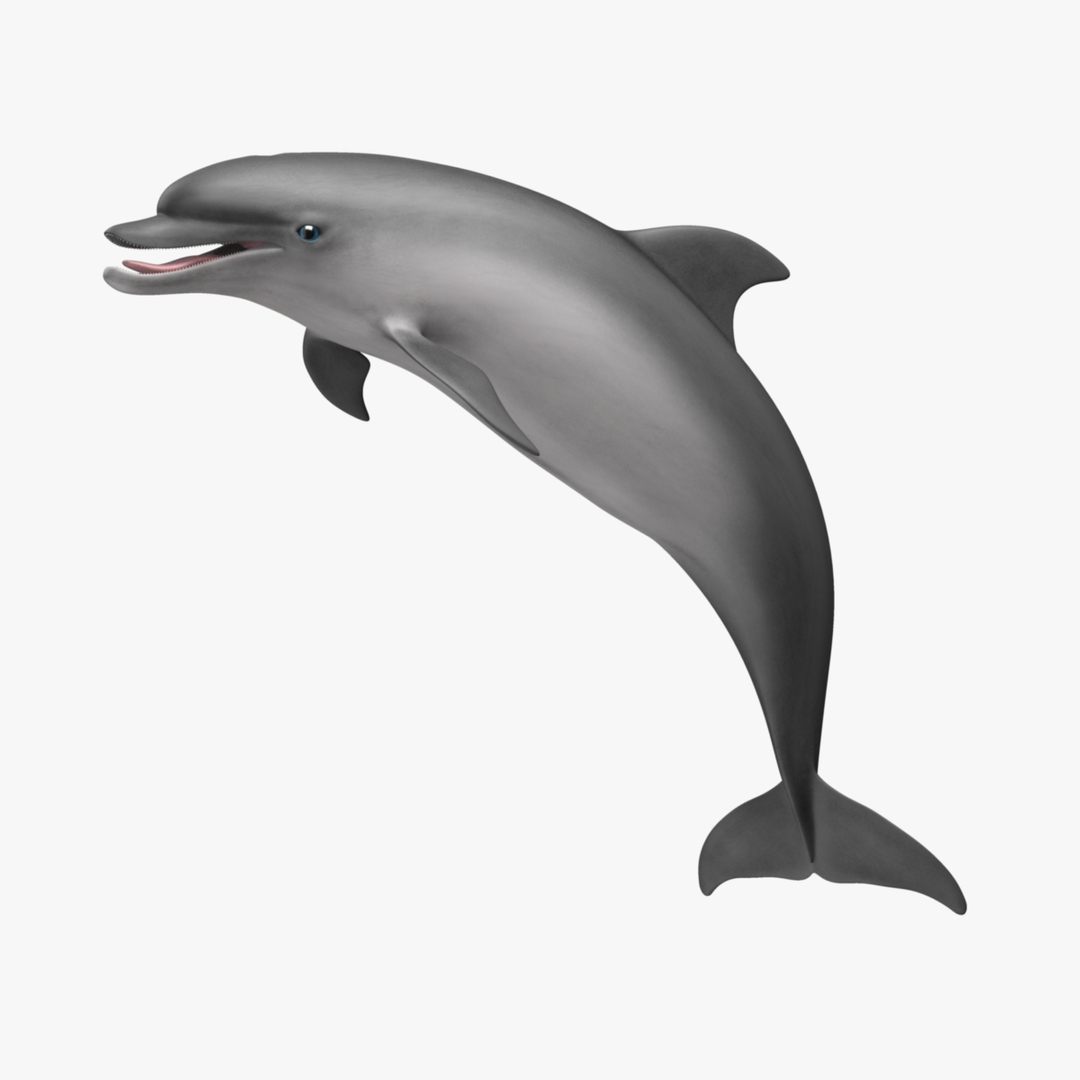 maya tursiops truncatus common bottlenose