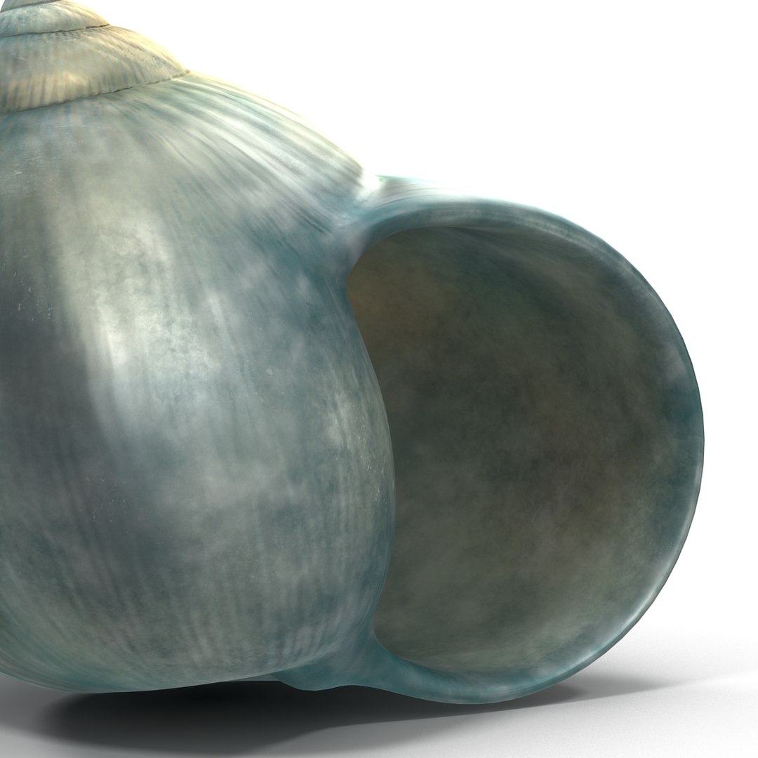 3d seashell 2