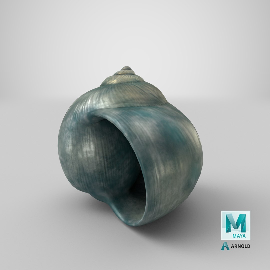 3d seashell 2