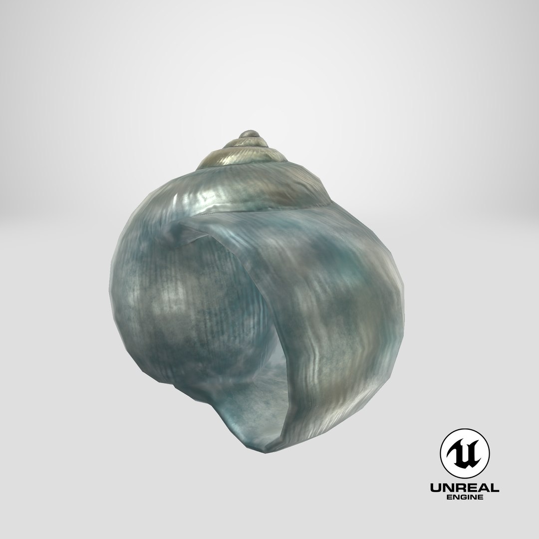 3d seashell 2
