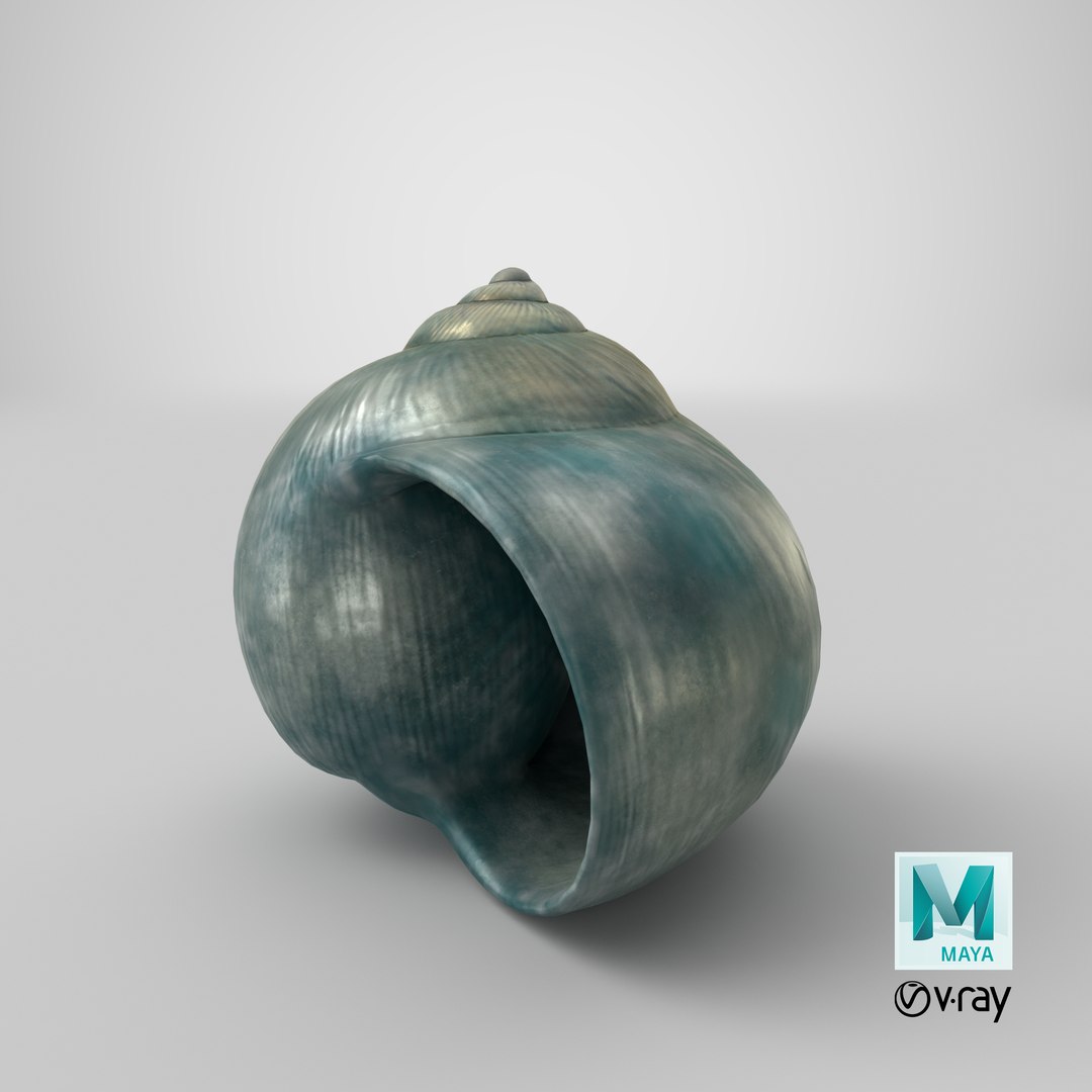 3d seashell 2