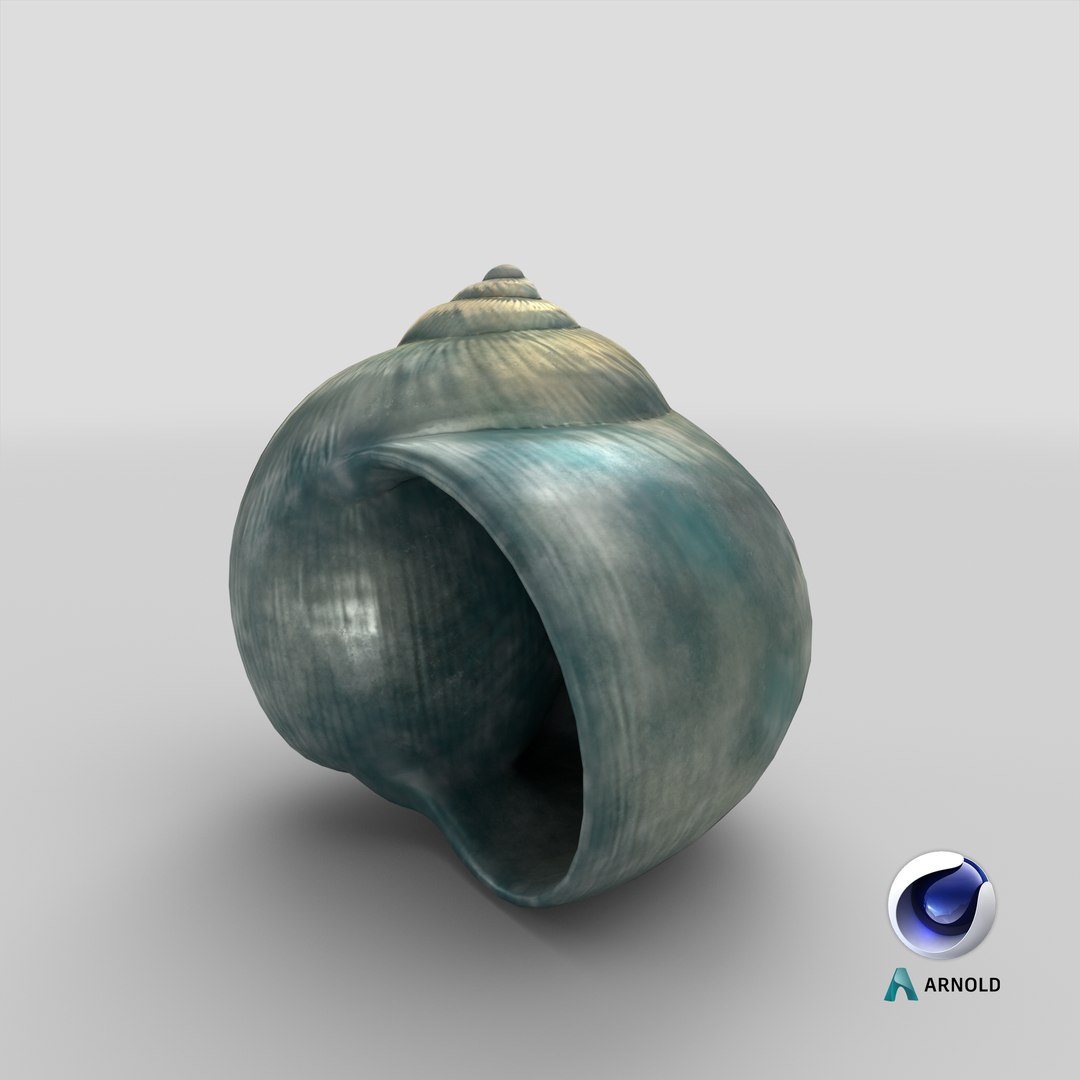 3d seashell 2