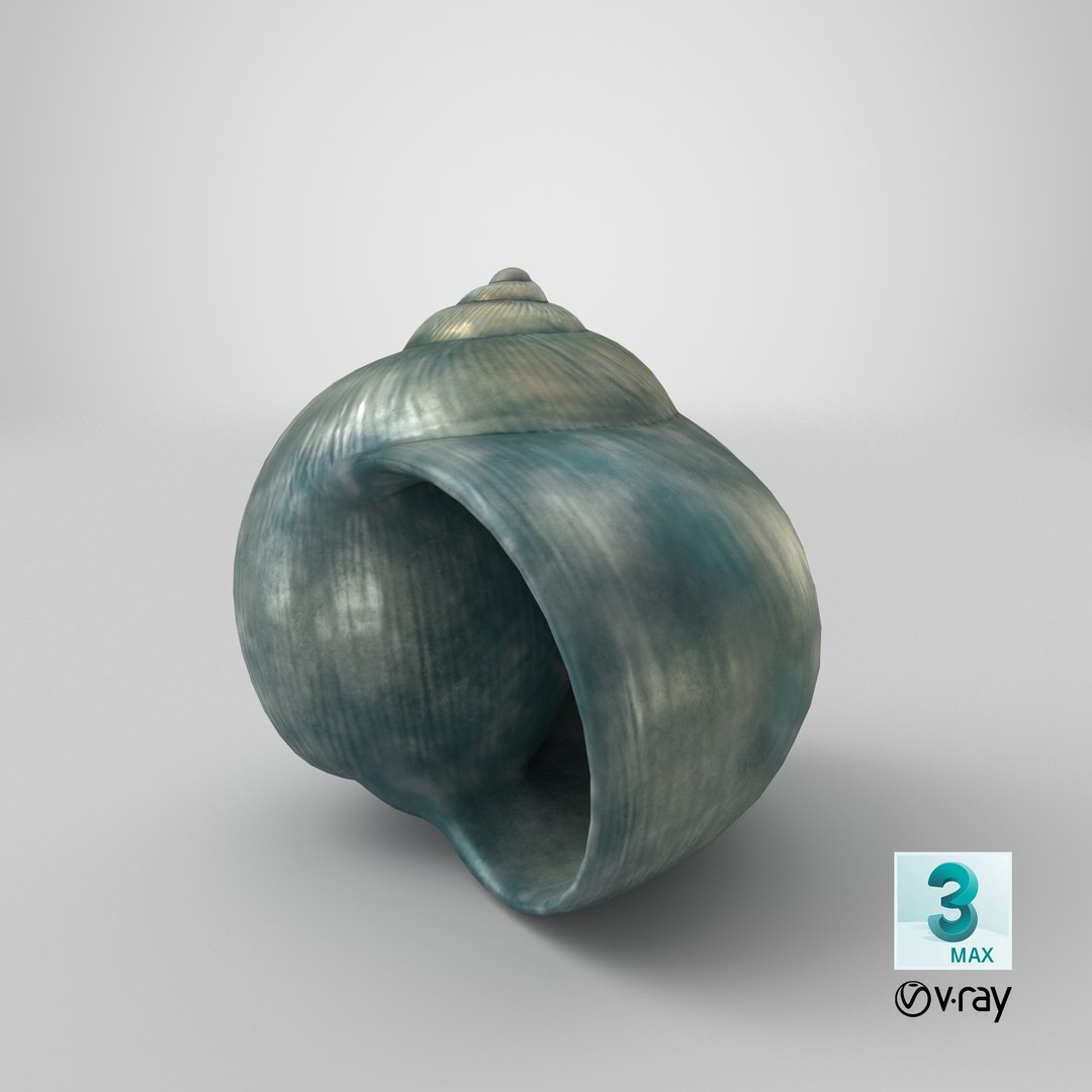 3d seashell 2