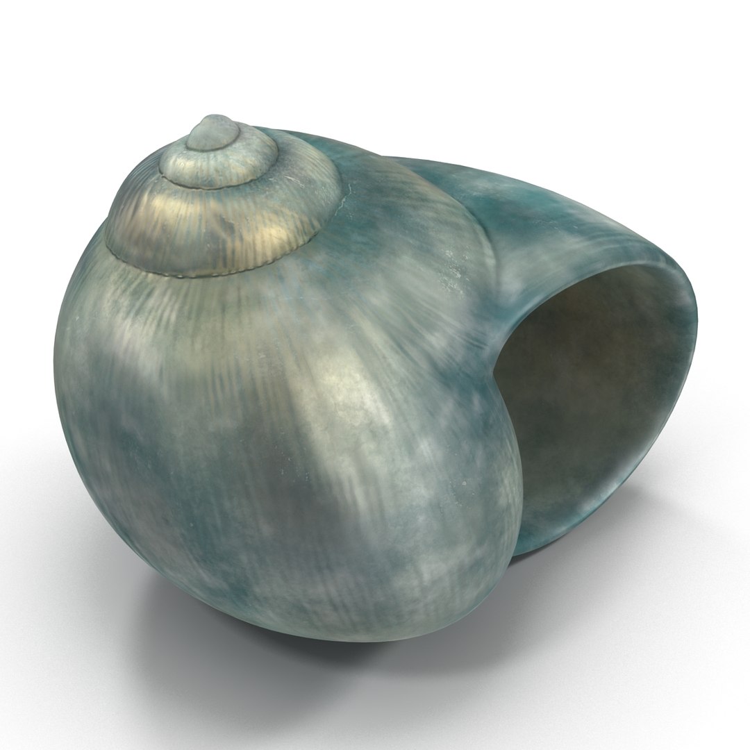 3d seashell 2