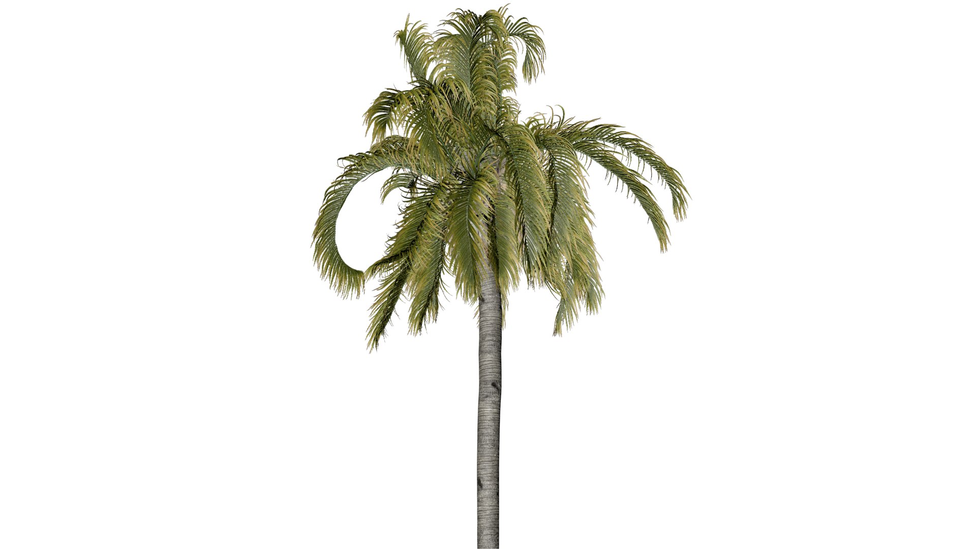 Queen Palm Tree Collection 3D - TurboSquid 2378036